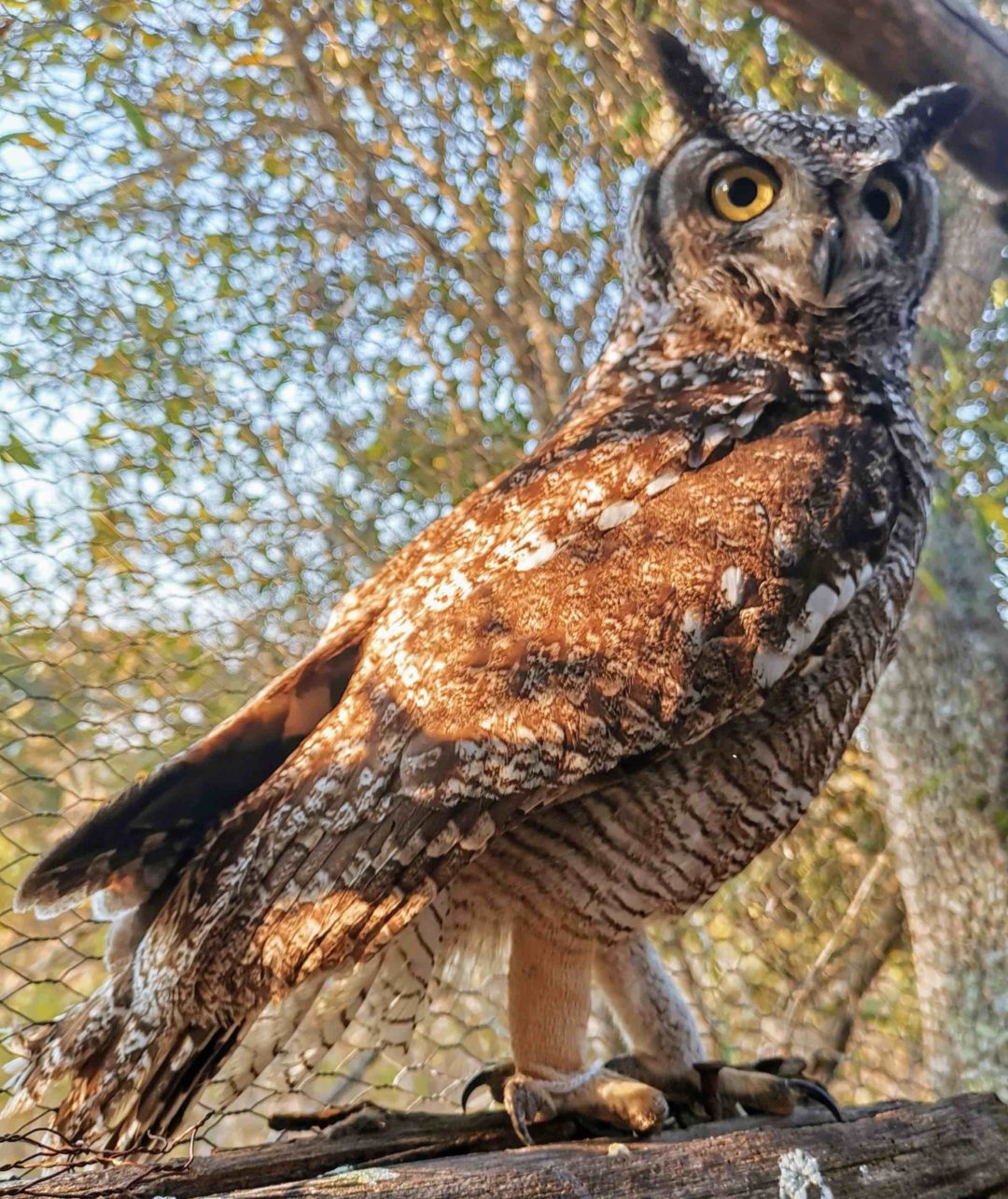 Twala Trust | Animal Sanctuary
